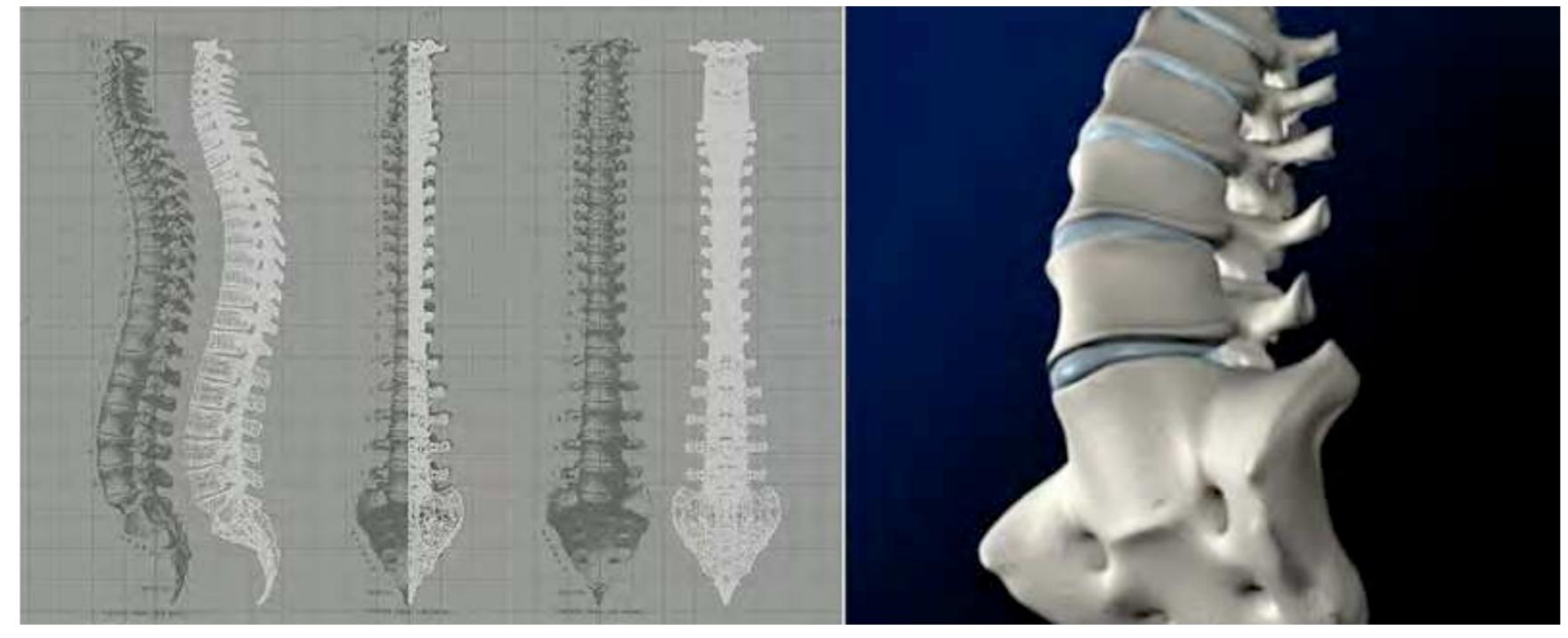 Realistic human spine model 1999. originally nurbs surface,