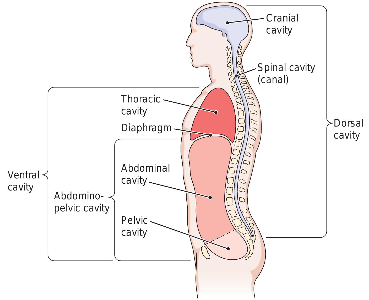 -11 body cavities, lateral view. shown are the dorsal and
