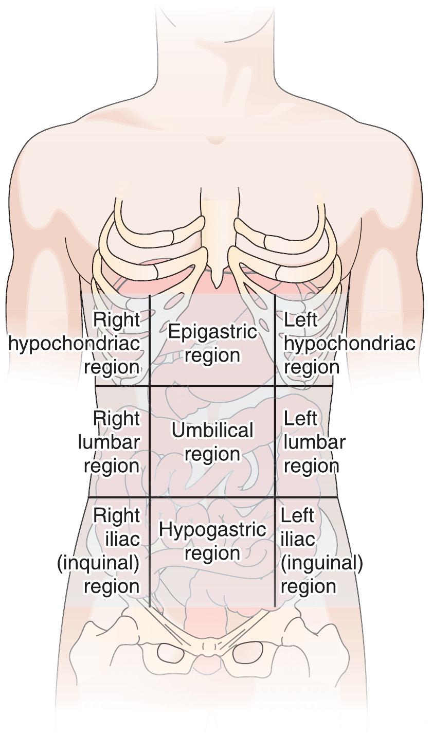-13 the nine regions of the abdomen.