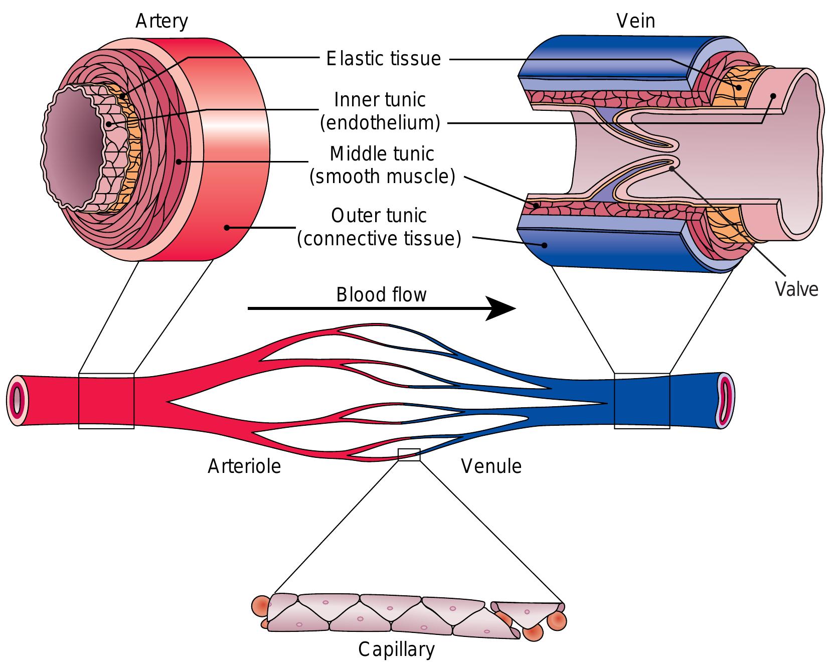-2 sections of small blood vessels. drawings show the thick