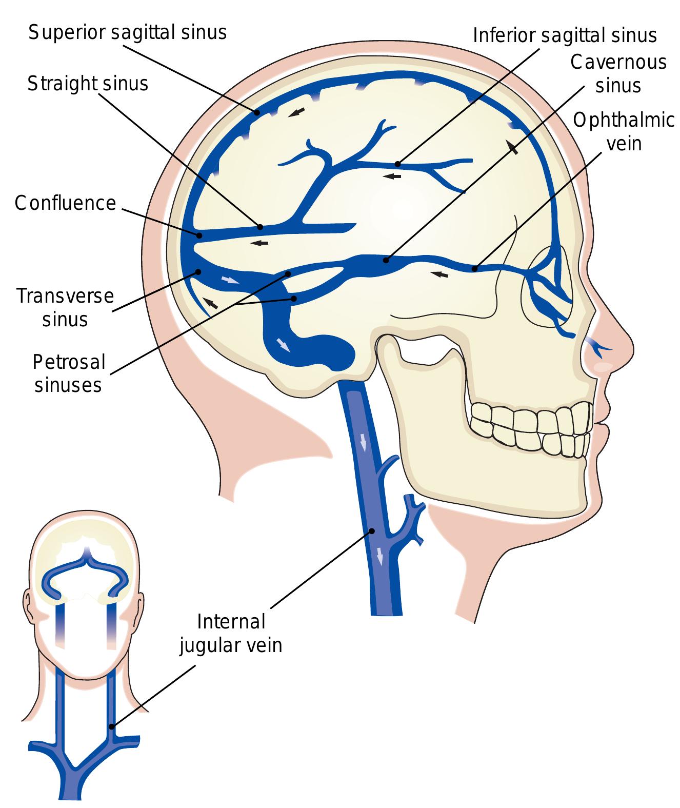 -9 cranial venous sinuses. the inset shows the paired