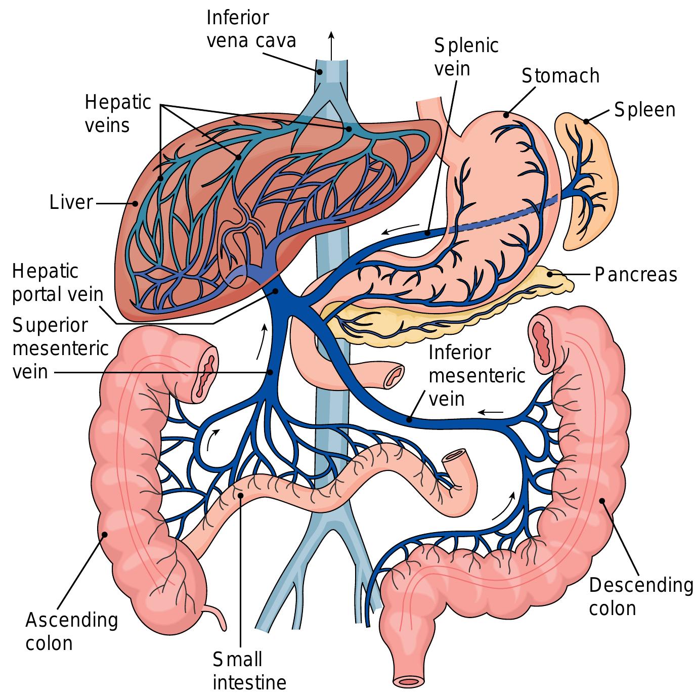 -10 hepatic portal system. veins from the abdominal organs