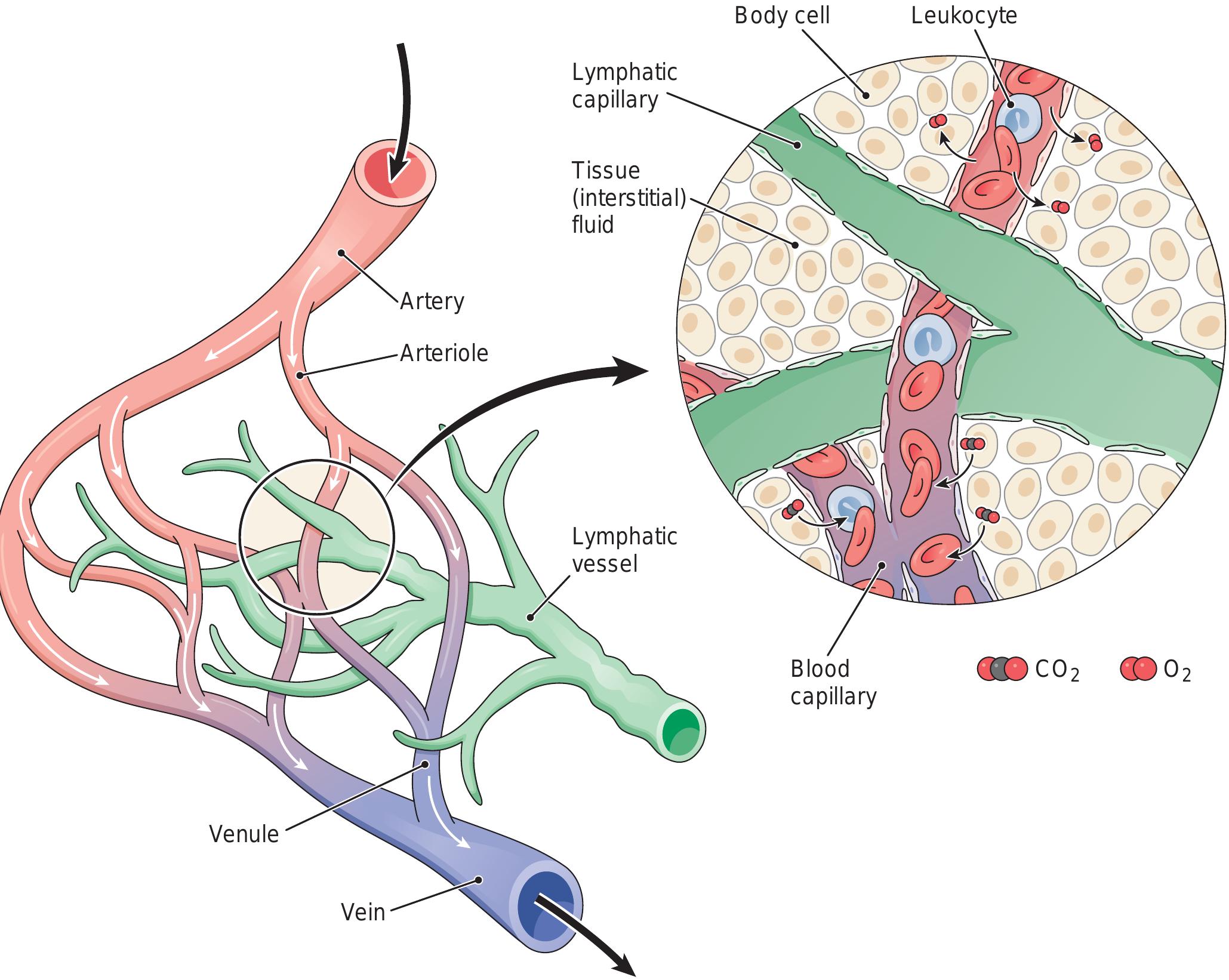 -11 connection between small blood vessels through