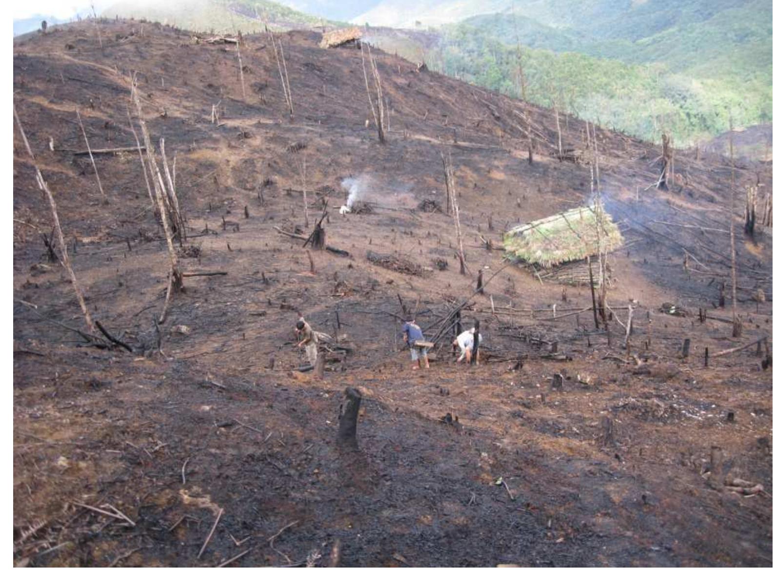 (PDF) The Structure of Jhum (Traditional Shifting Cultivation System ...