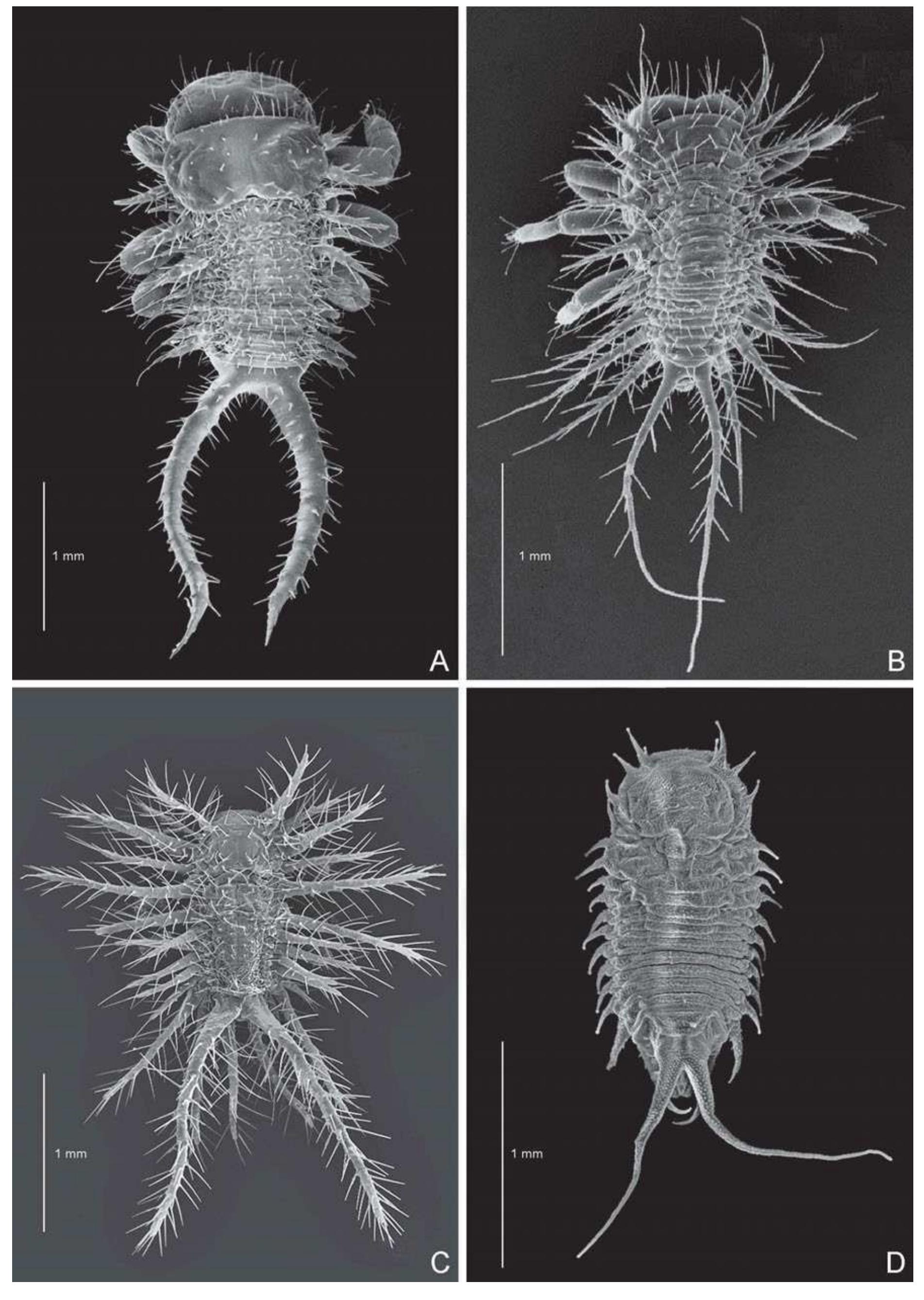 7.2.6 first instar larvae. a, physonota alutacea (from