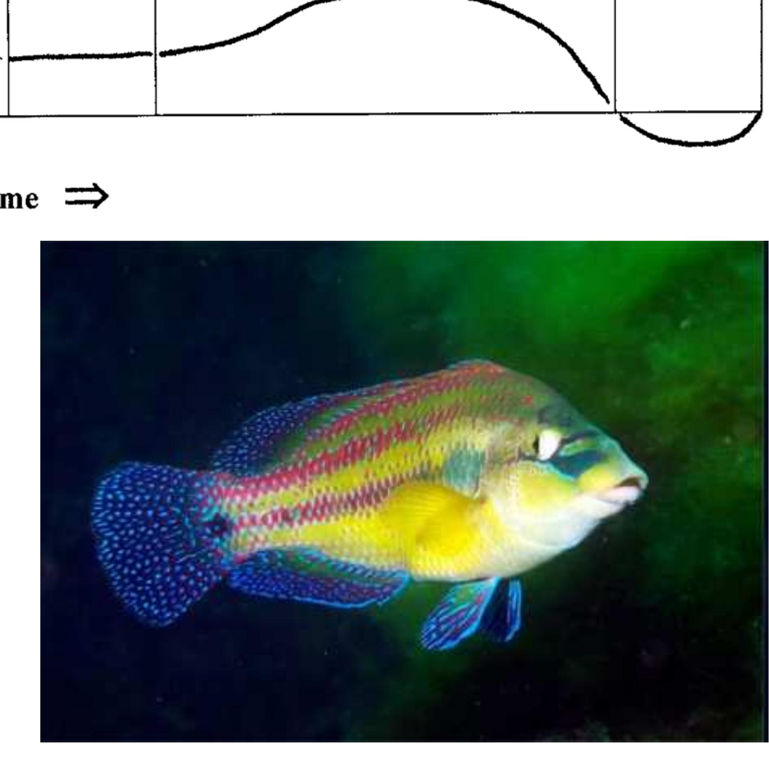 Figure 9 - BIOLOGY OF FISHES FISH/BIOL 311 FORM AND