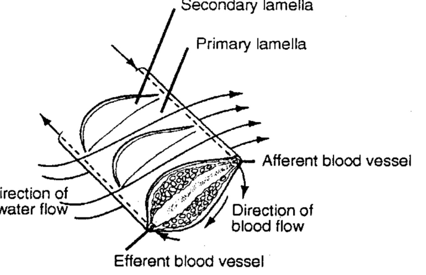 Figure 20 - BIOLOGY OF FISHES FISH/BIOL 311 FORM AND