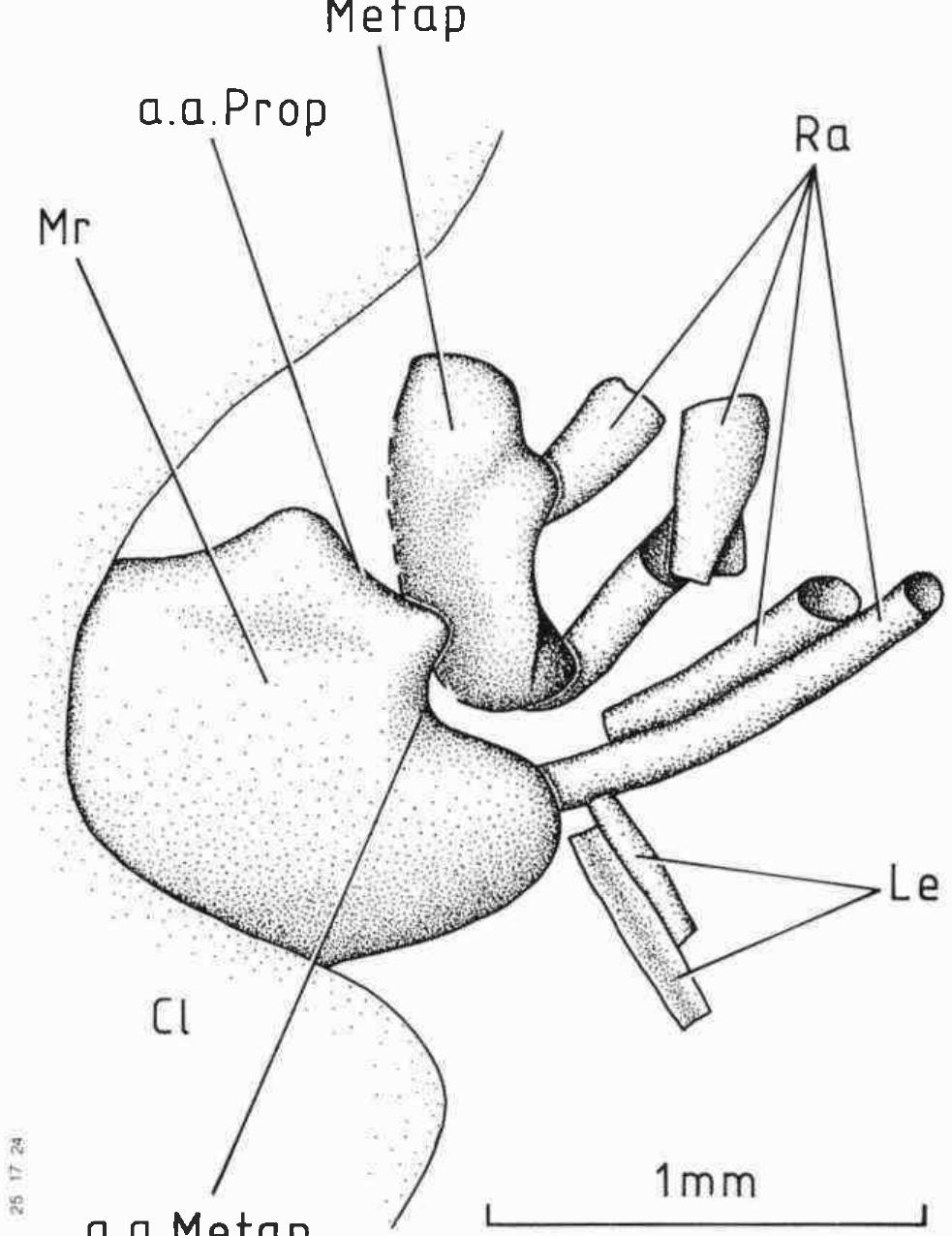 Figure 25 - Thies, D. (1991): The osteology of the bony fish