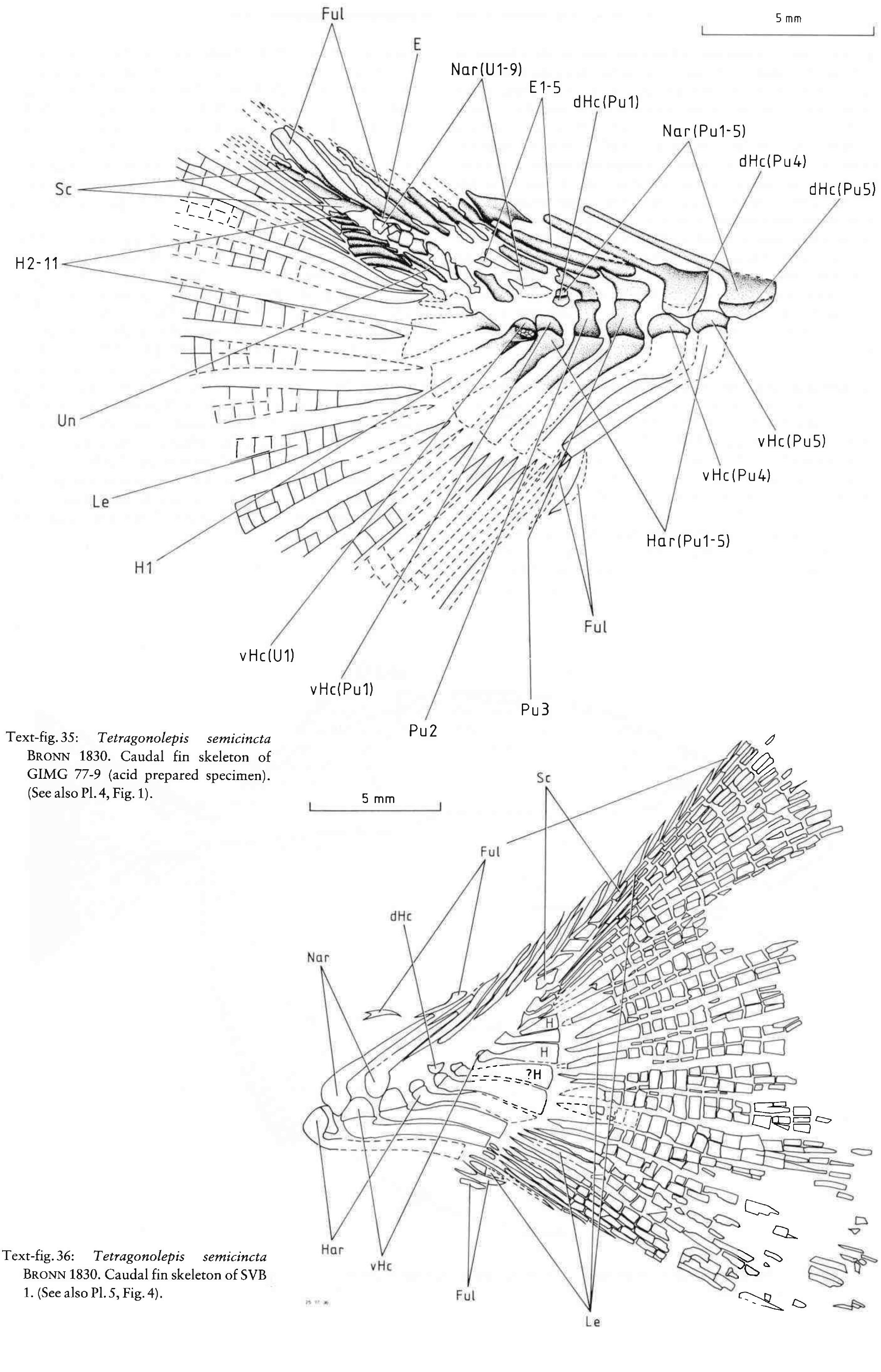 Figure 36 - Thies, D. (1991): The osteology of the bony fish