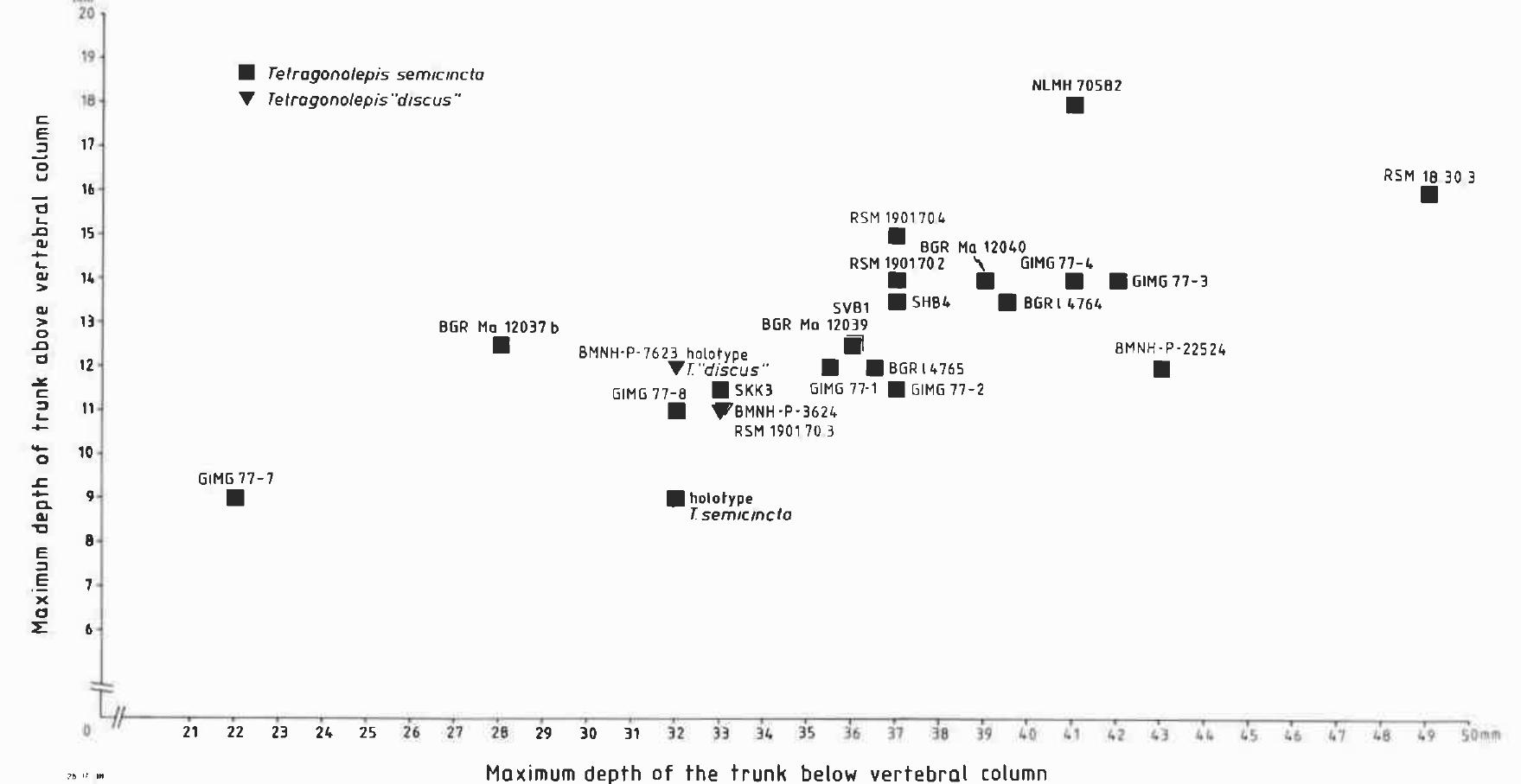 Text-fig. 38: scatter diagram of trunk measurements (maximum