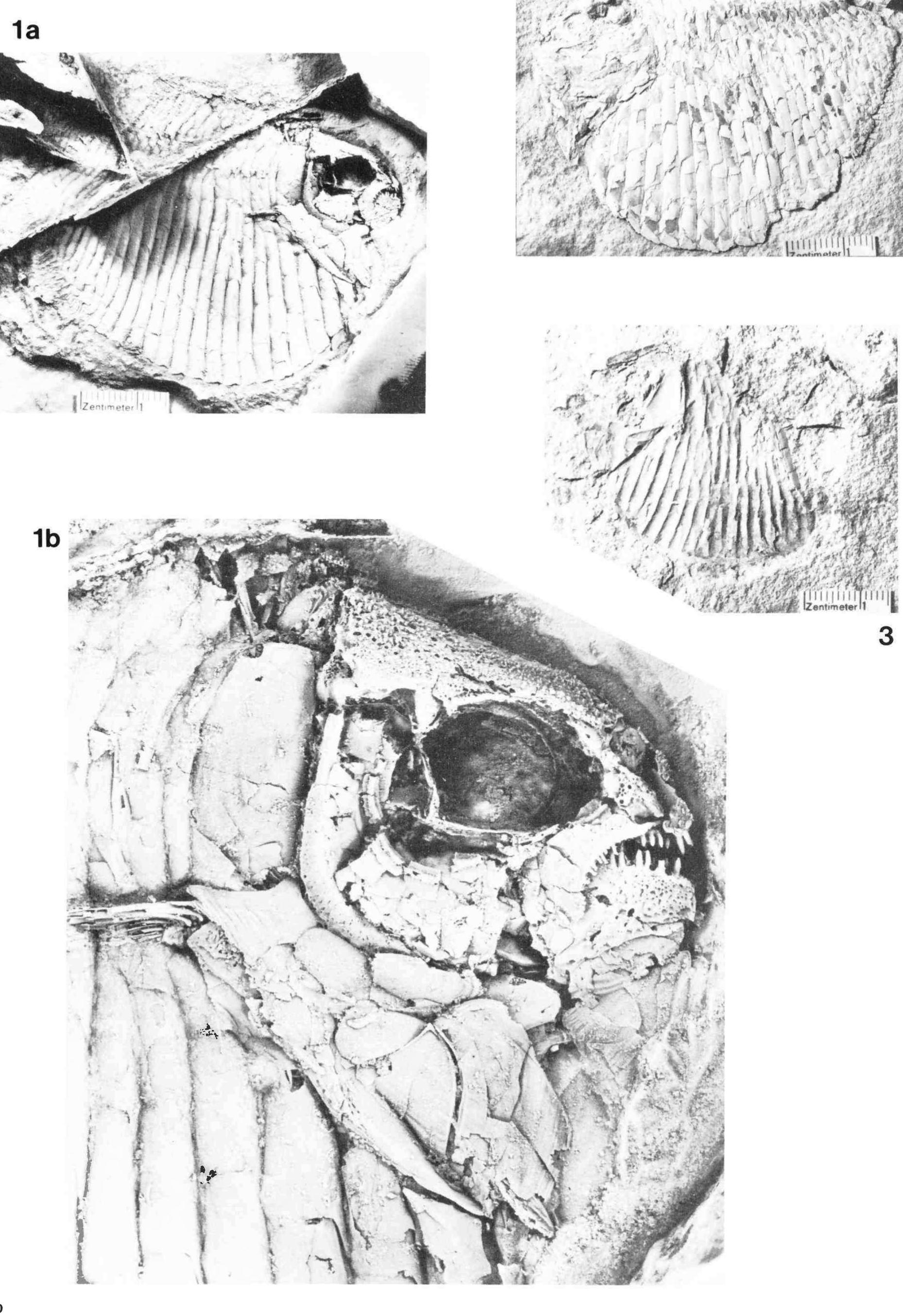 Figure 40 - Thies, D. (1991): The osteology of the bony fish