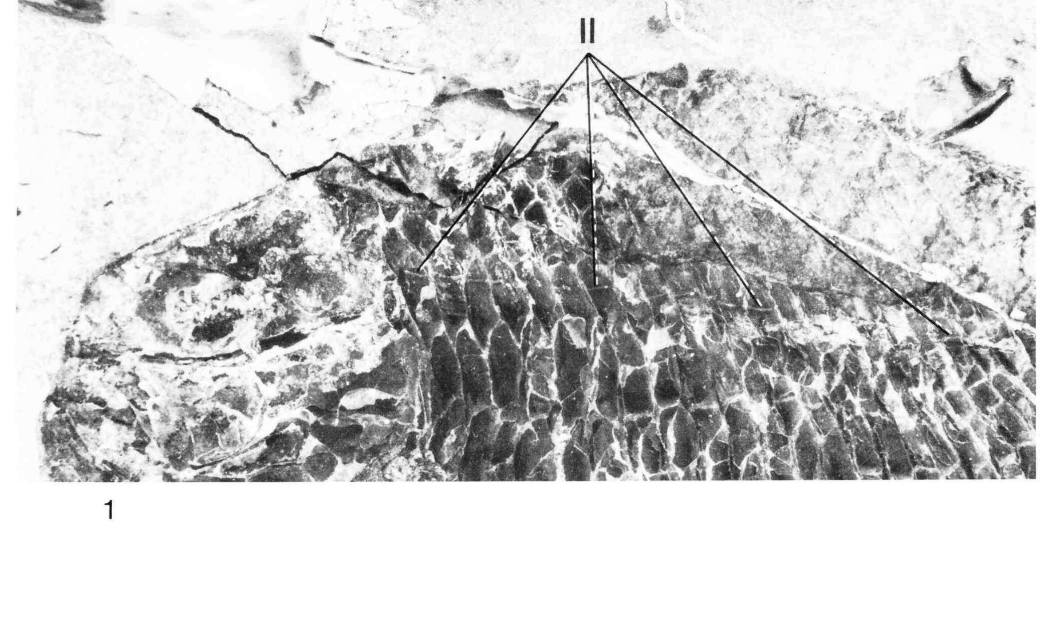 Figure 47 - Thies, D. (1991): The osteology of the bony fish
