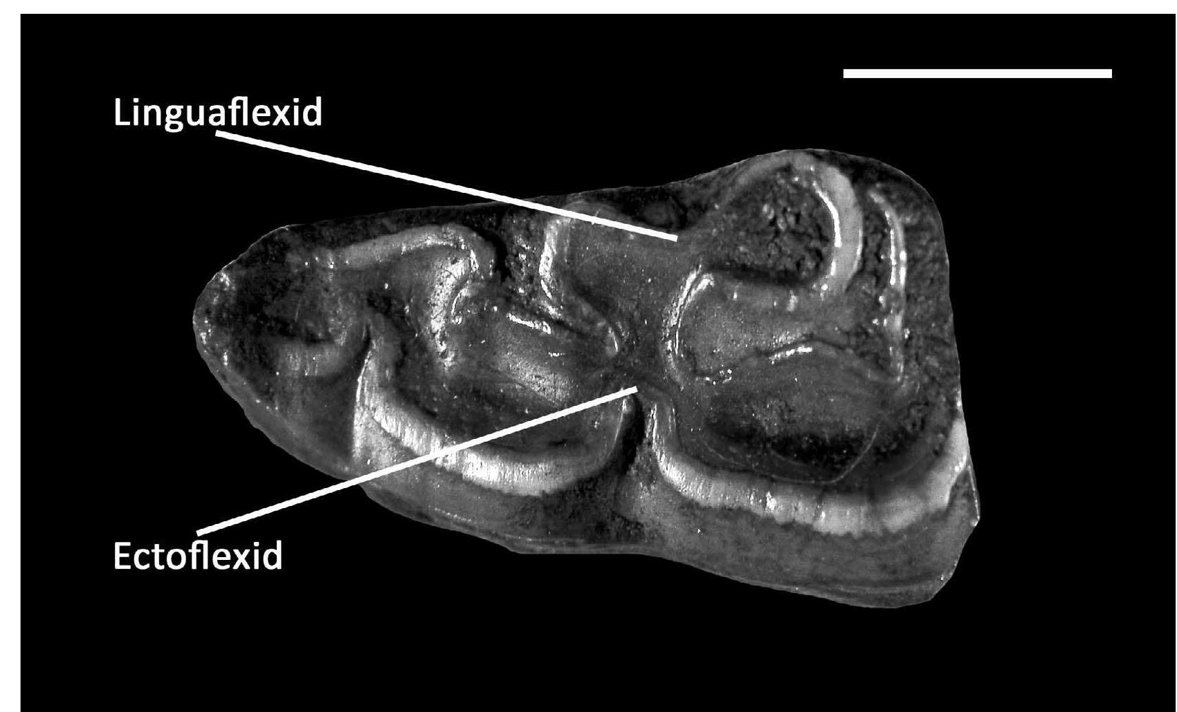 Vpm 9131, right m3, occlusal view. anterior is to the right.