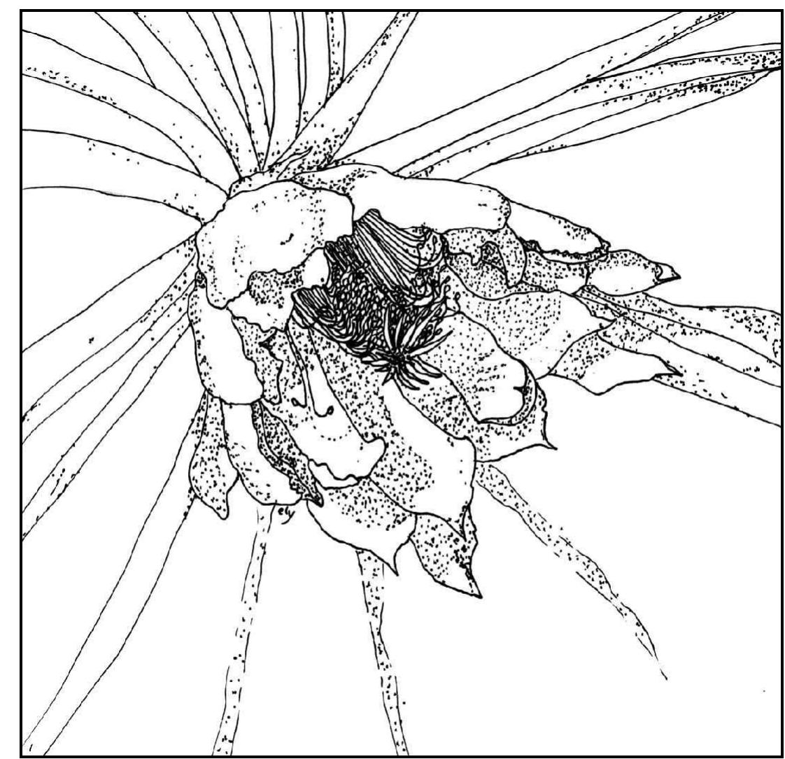 Selenicereus grandiflorus (night-blooming cereus or