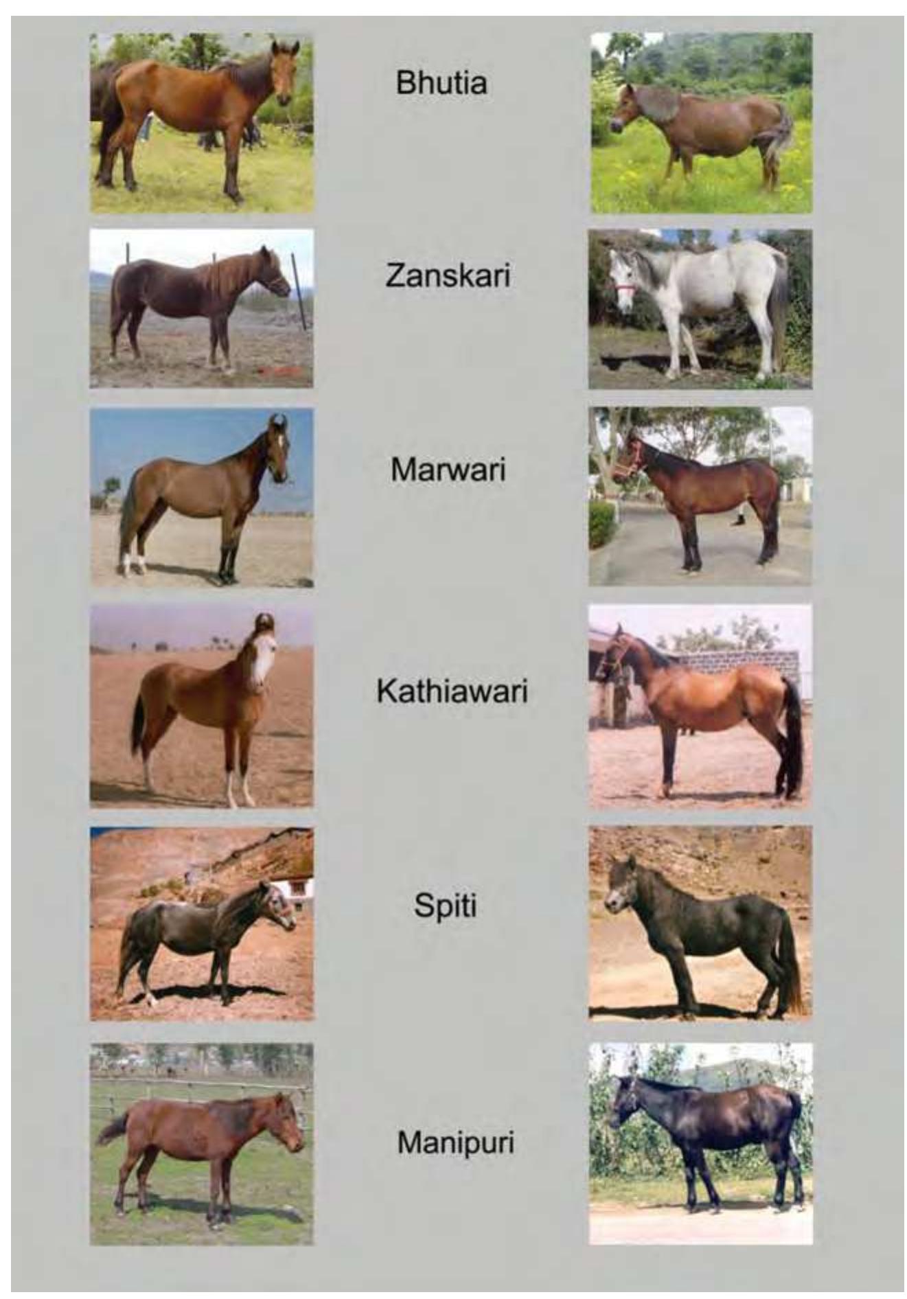 Representative animals of all the six equine breeds in