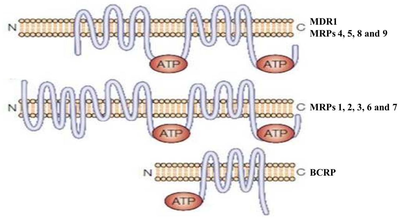 (2). structure of abc transporters. reproduced with