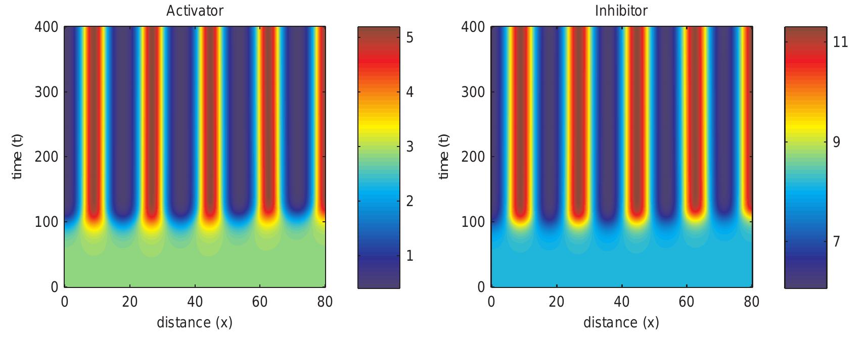 3: numerical simulation of the gierer-meinhardt model for