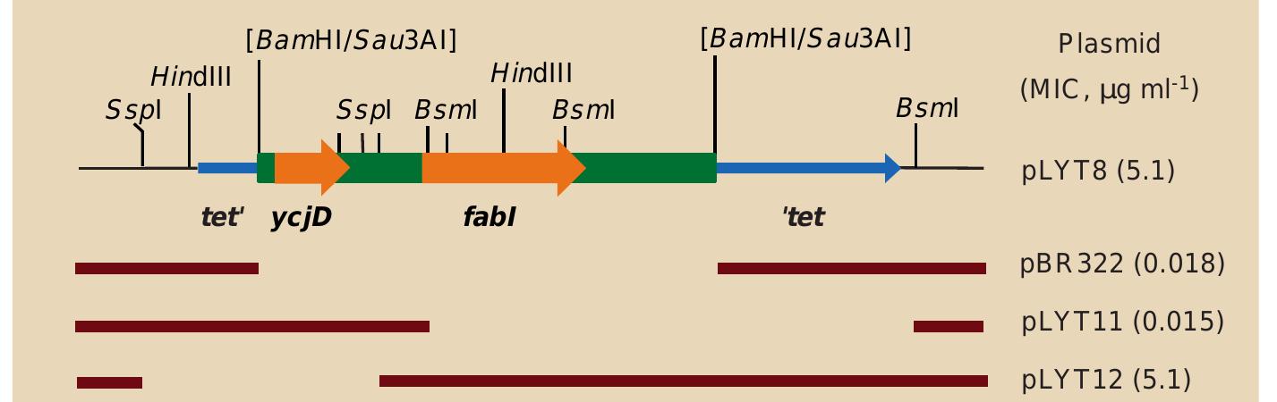 Restriction map (partial) and triclosan resistance of plyt8