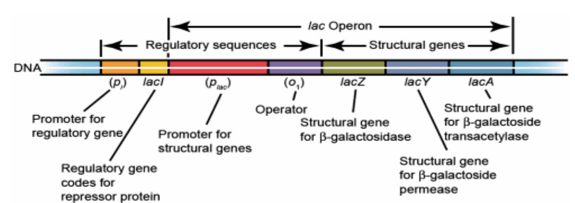 Genes, a promoter, a terminator, regulator and an operator.