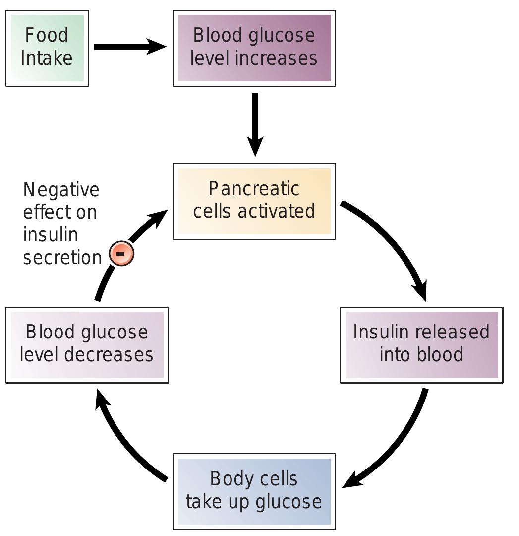 Figure 4 - from ORGANIZATION OF THE HUMAN BODY