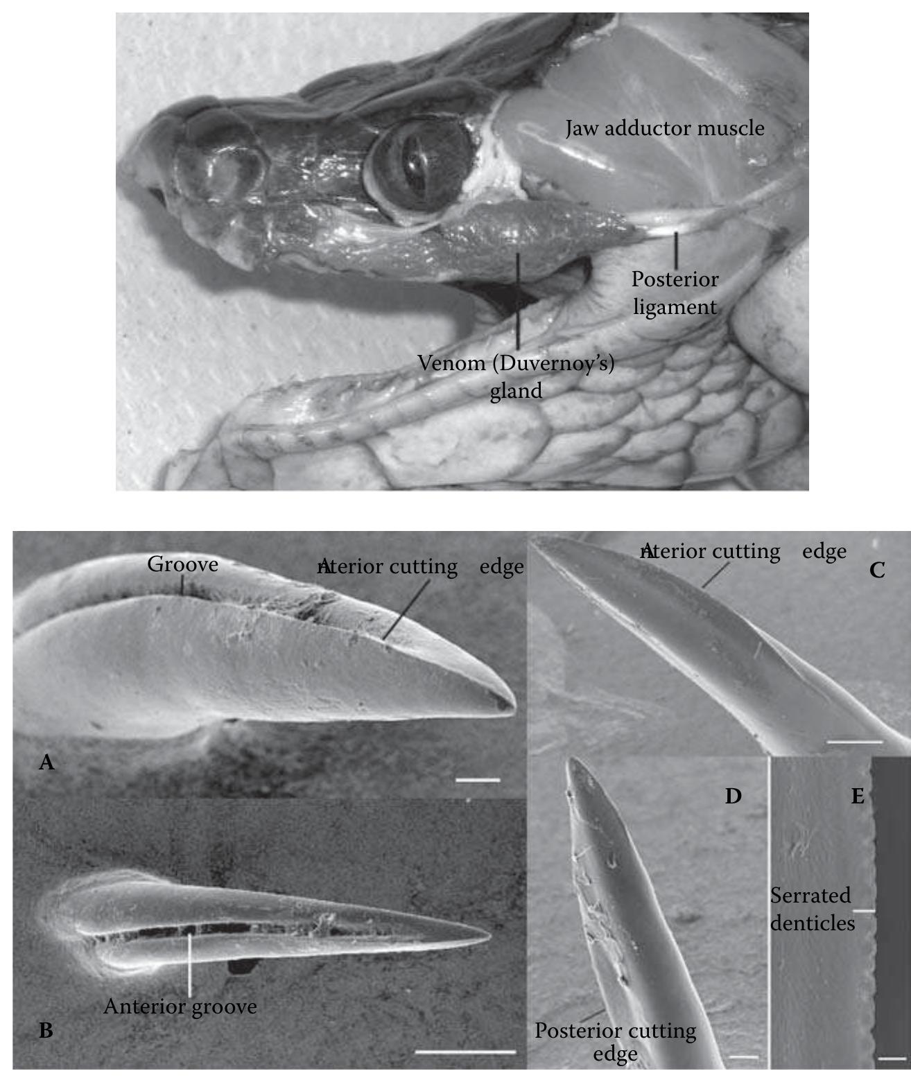 Which were the most toxic rattlesnake venoms and which had