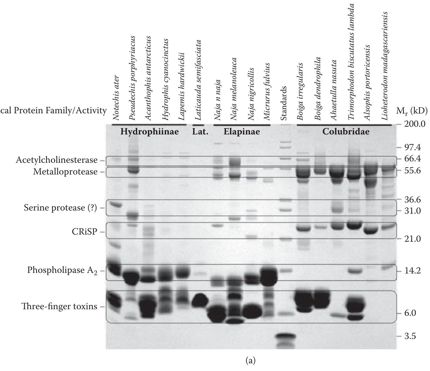 3. sds-page comparison of major venom components in the main