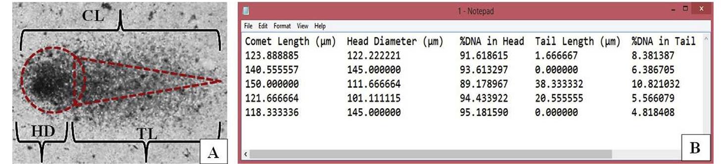 (a) - parts of a typical comet. cl — total comet length, hd