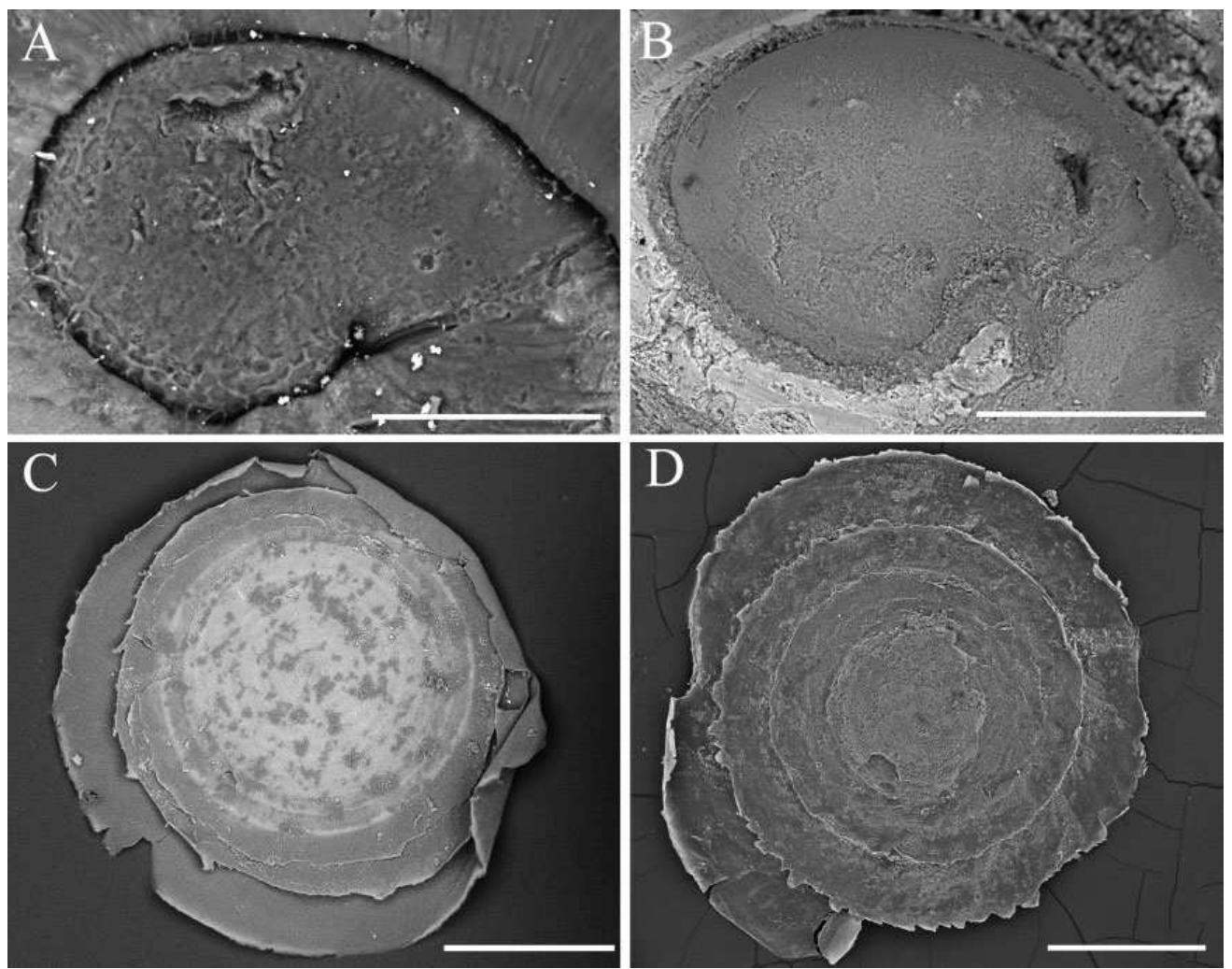 Protoconchs: a, gigantopelta chessoia sp. nov., scale bar