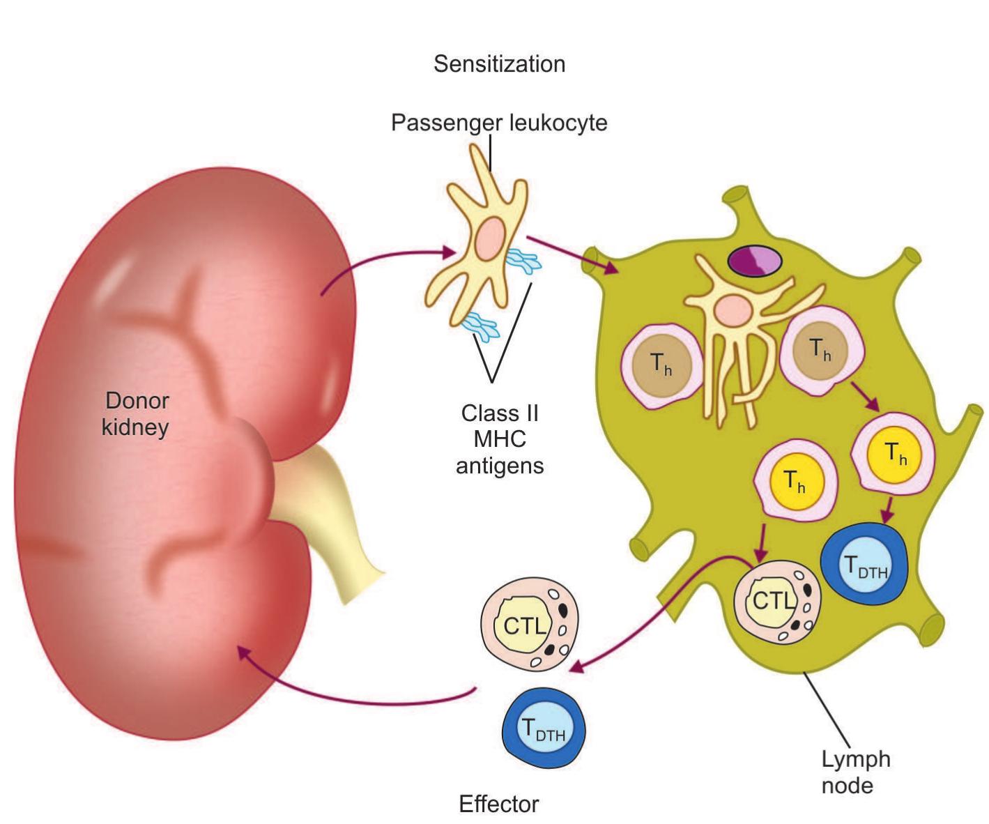 Figure 5 - from Transplantation immunology