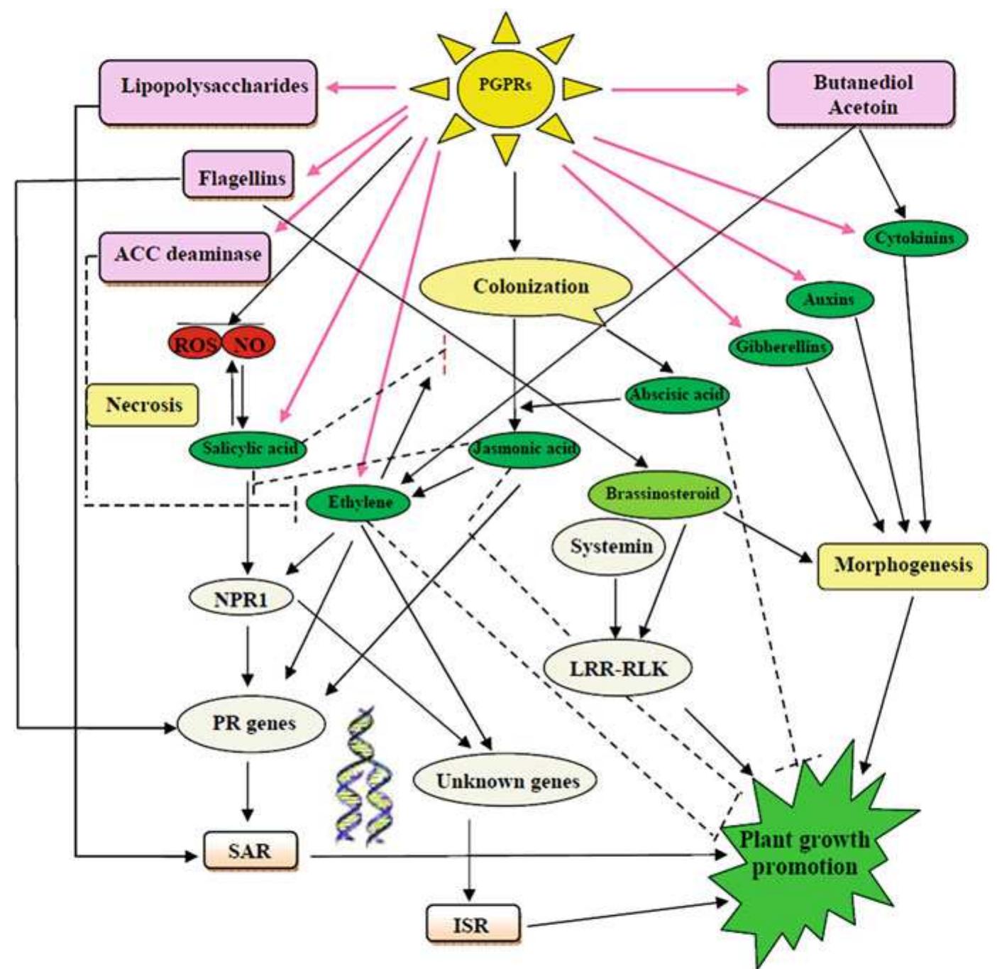 4 a diagram of signaling cascades involved in plant growth