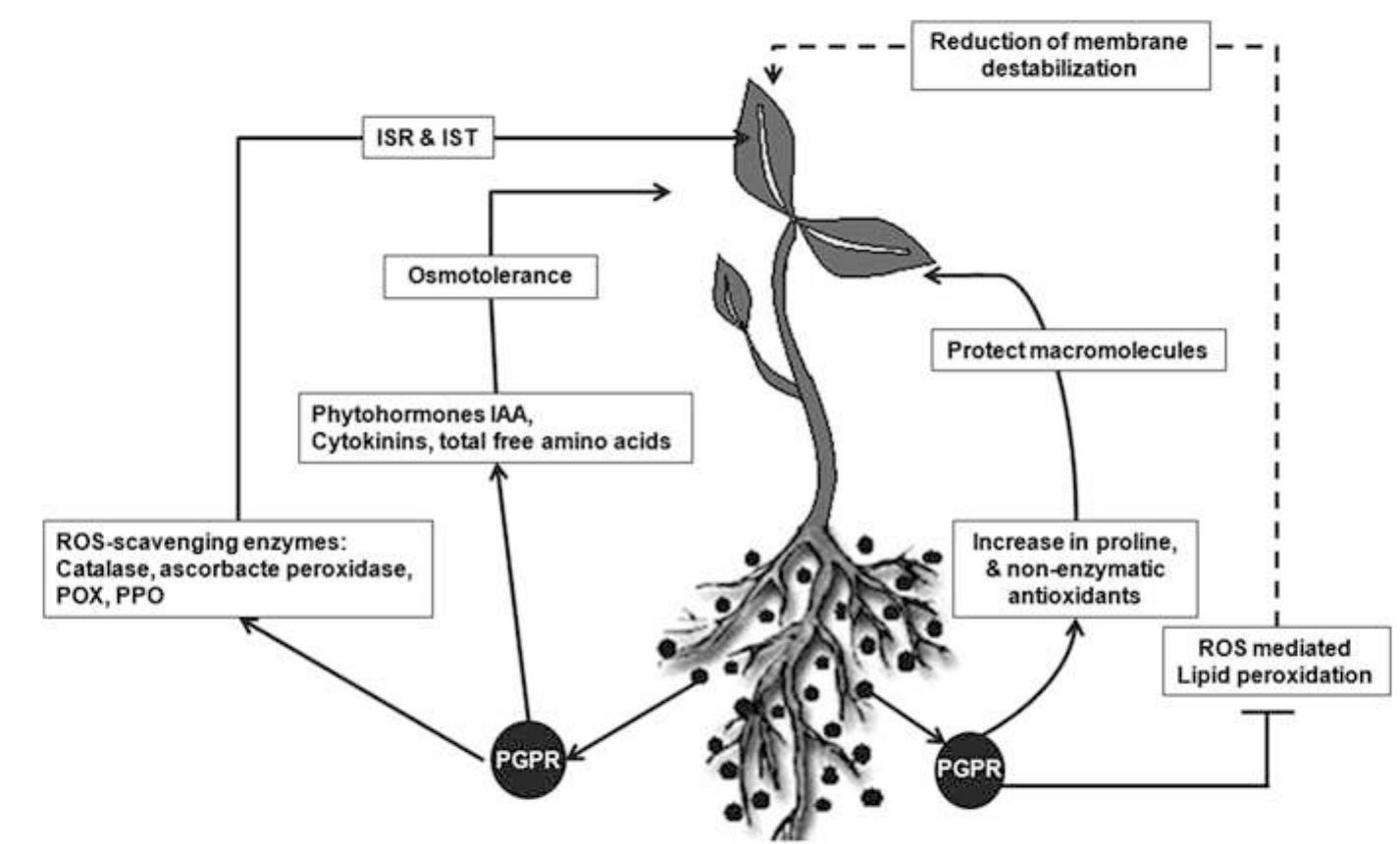 2. pgpr in mitigating ros-mediated harmful effects. /sr