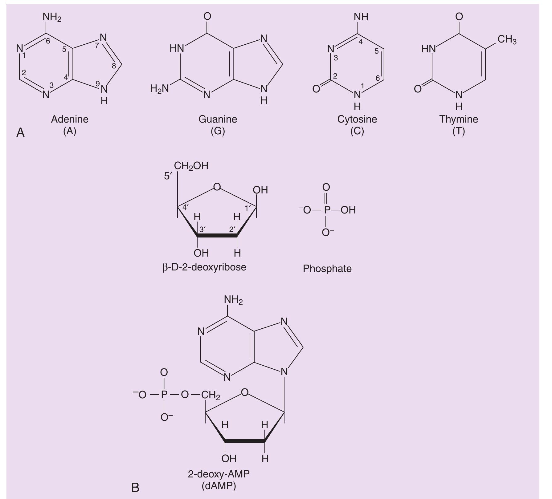 3 the building blocks of dna. a, structures of the four