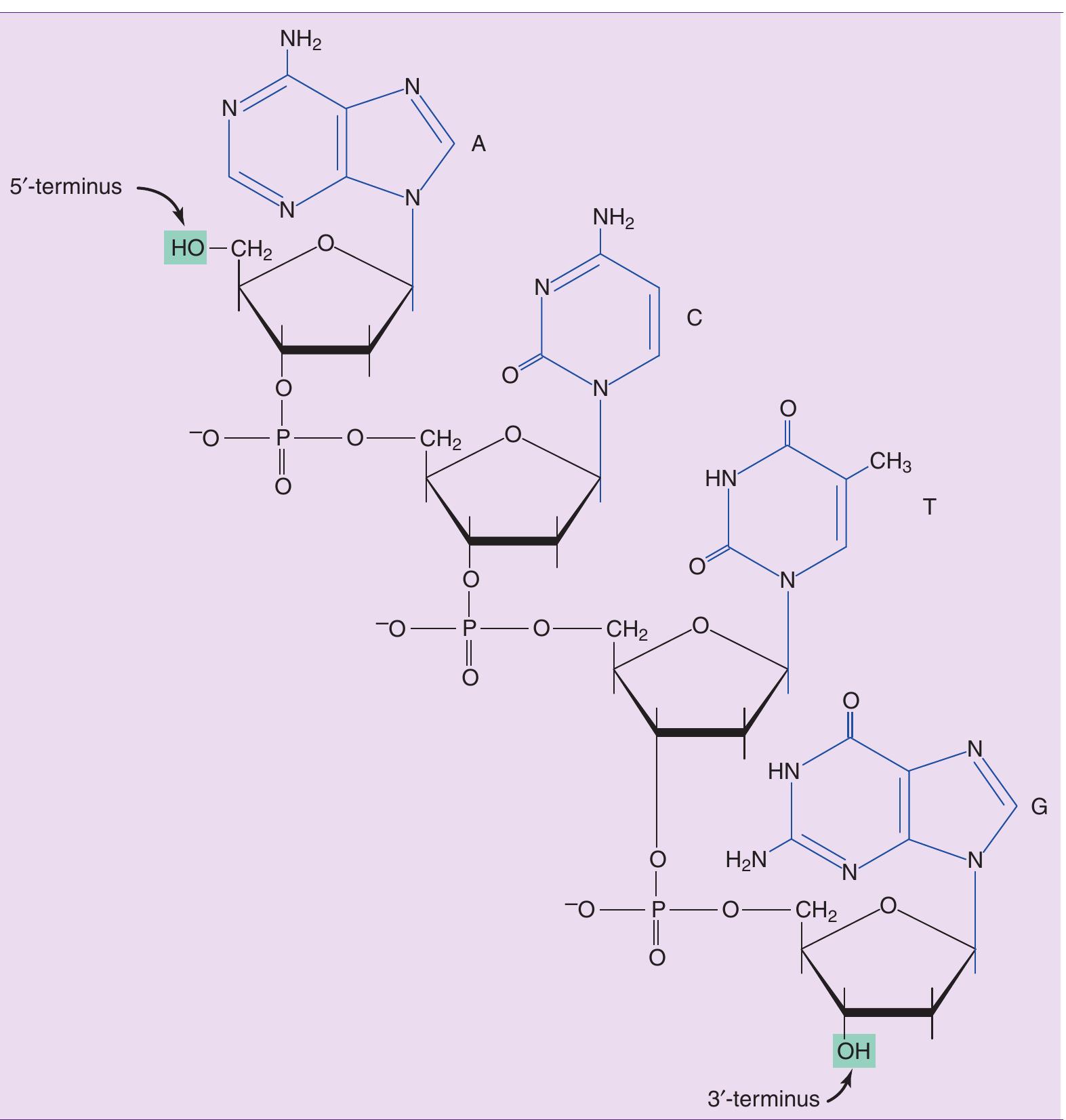 4 structure of the (2-deoxy-)tetranucleotide actg. the dna