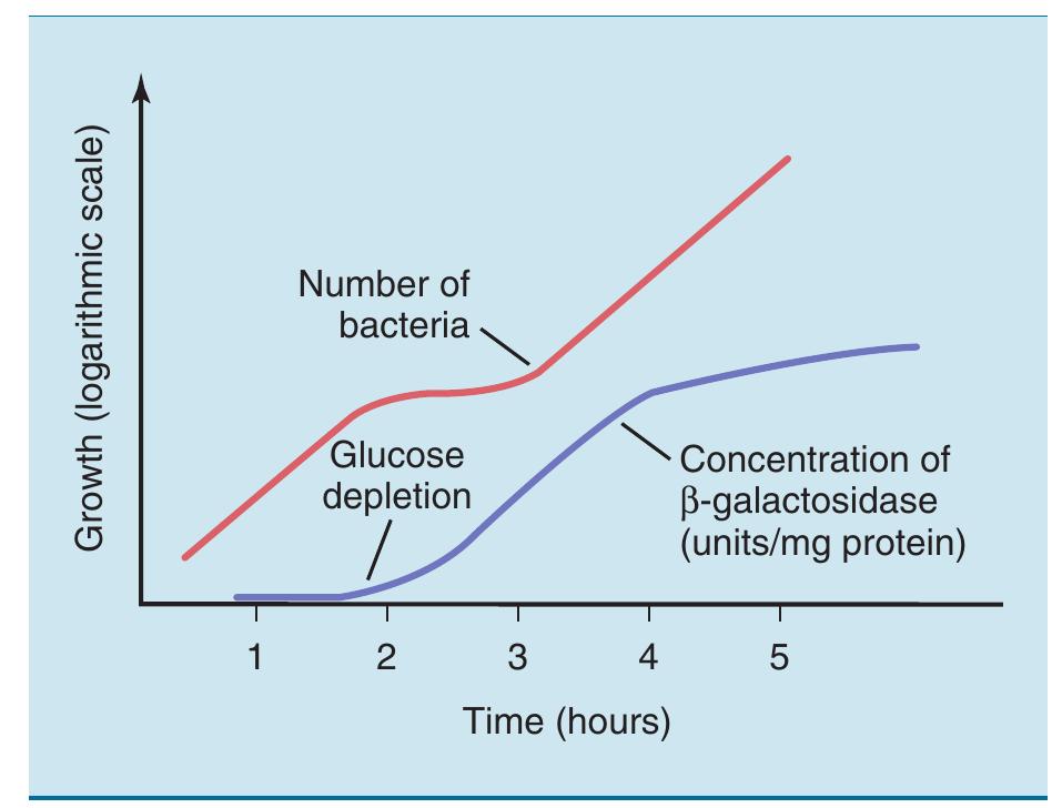 34 growth of escherichia coli bacteria on a mixture of
