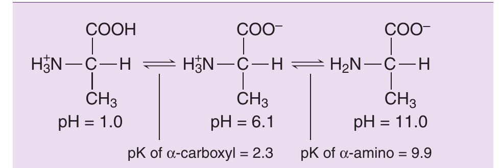 Figure 4 - INTRODUCTION TO PROTEIN STRUCTURE
