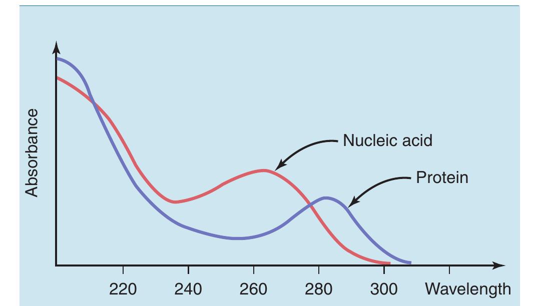 12 typical ultraviolet absorbance spectra of proteins and