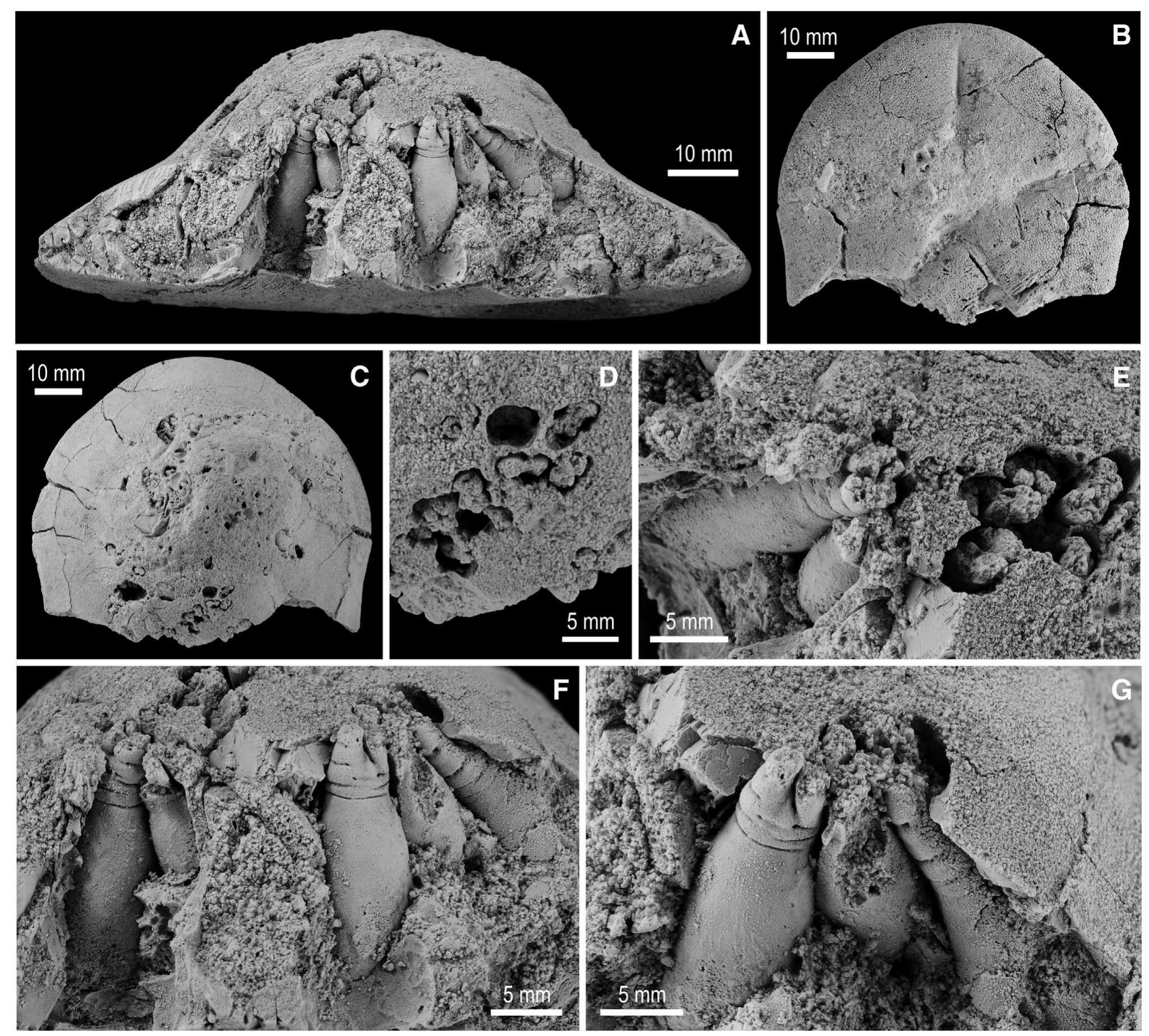 Highly-colonized clypeaster specimen. a. posterior view. b.