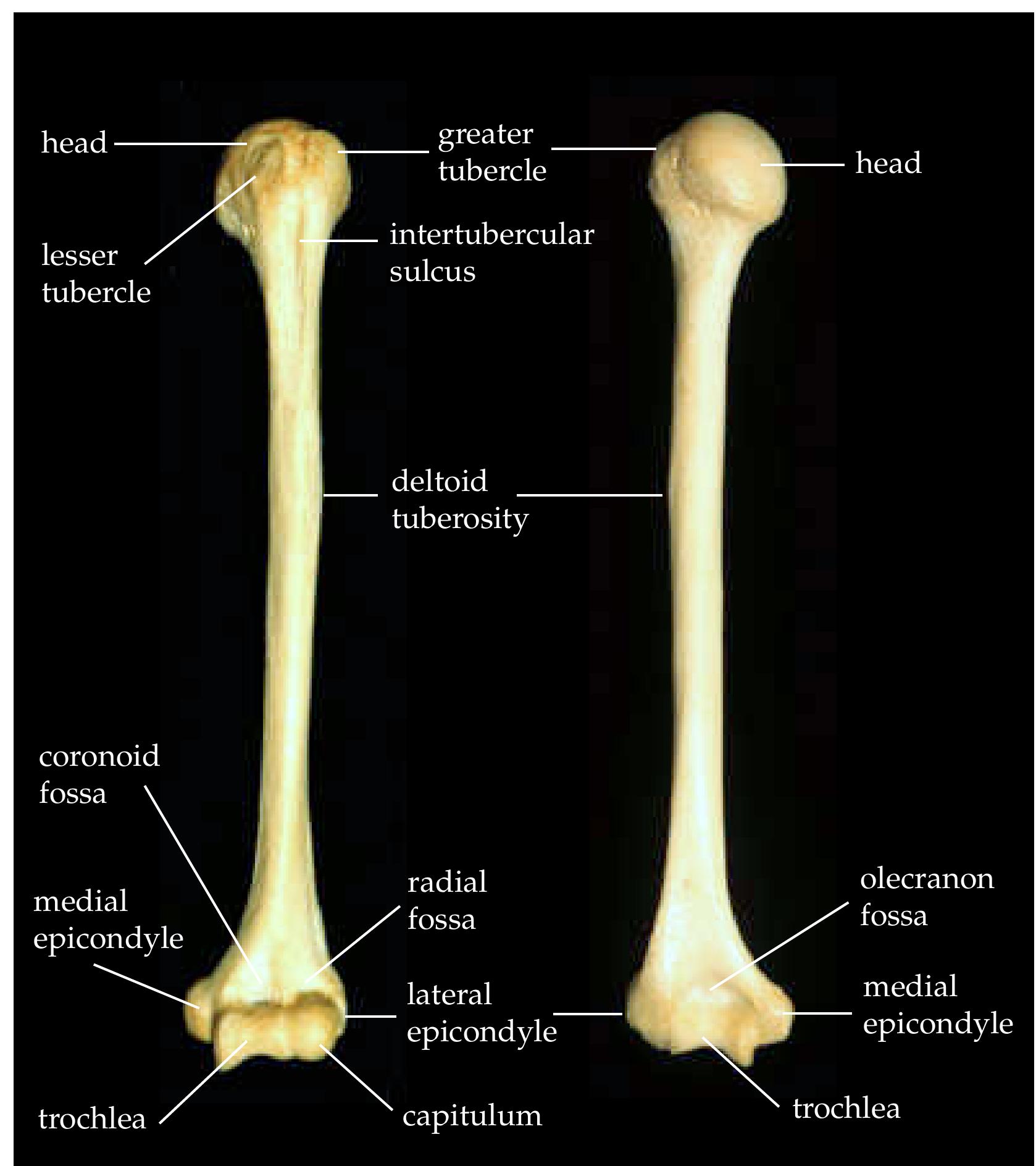 The left humerus, anterior and posterior views. figure 42.