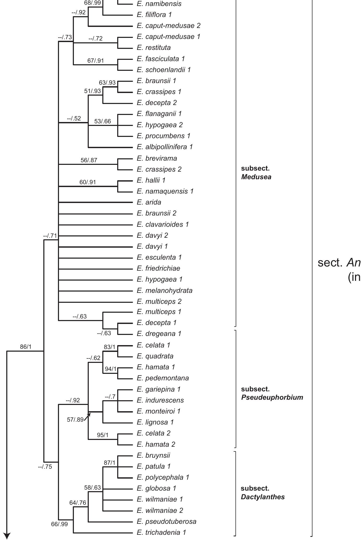 (PDF) A molecular phylogeny and classification of the largely succulent ...