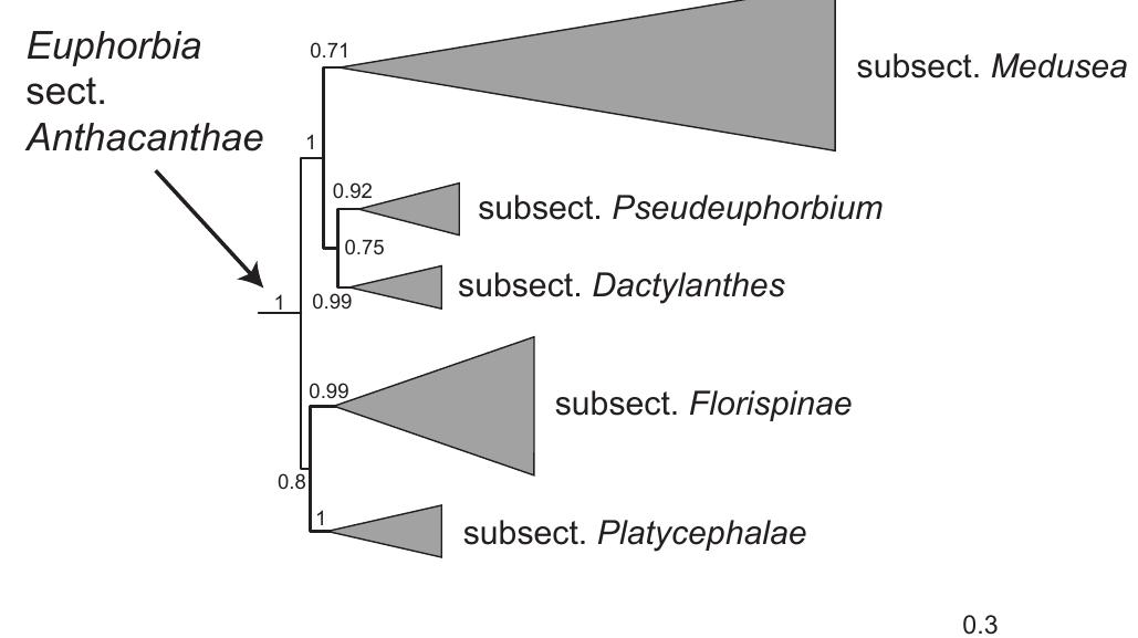(PDF) A molecular phylogeny and classification of the largely succulent ...
