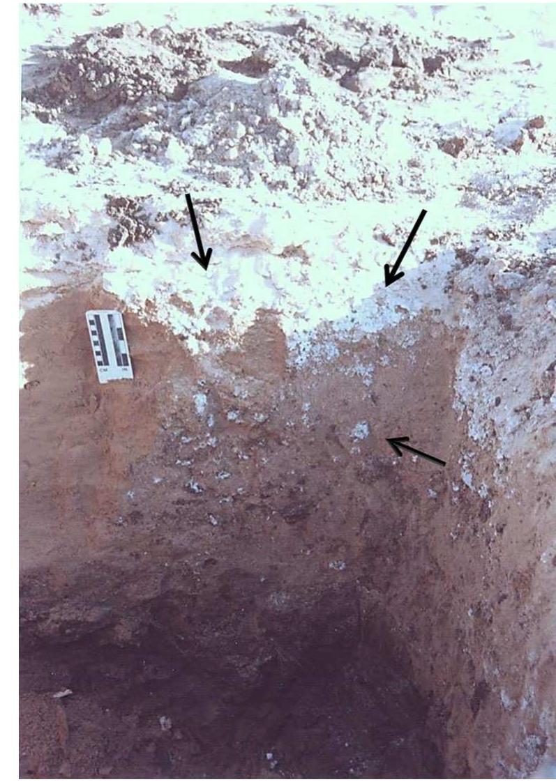 Trench shows horizontal lamination yellow to brown silt and