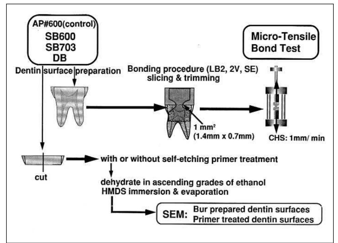 Schematic showing the specimen preparation method used for