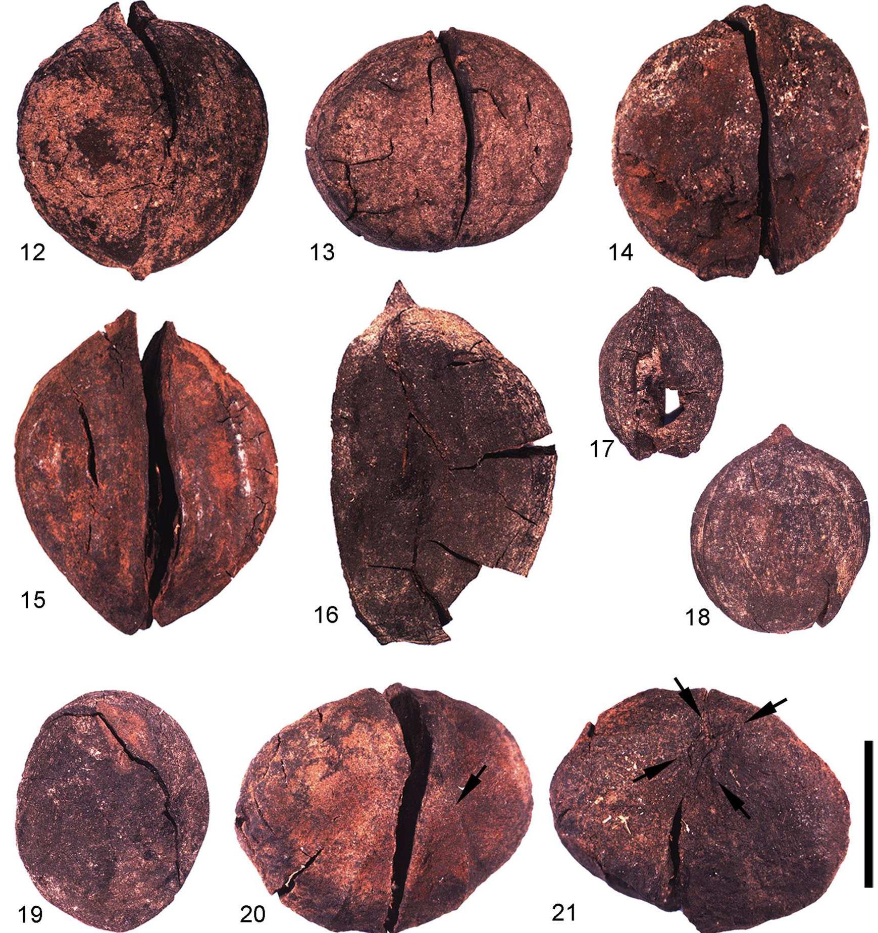 S. 12-21. carya tennesseensis sp. nov., nut fossils from the