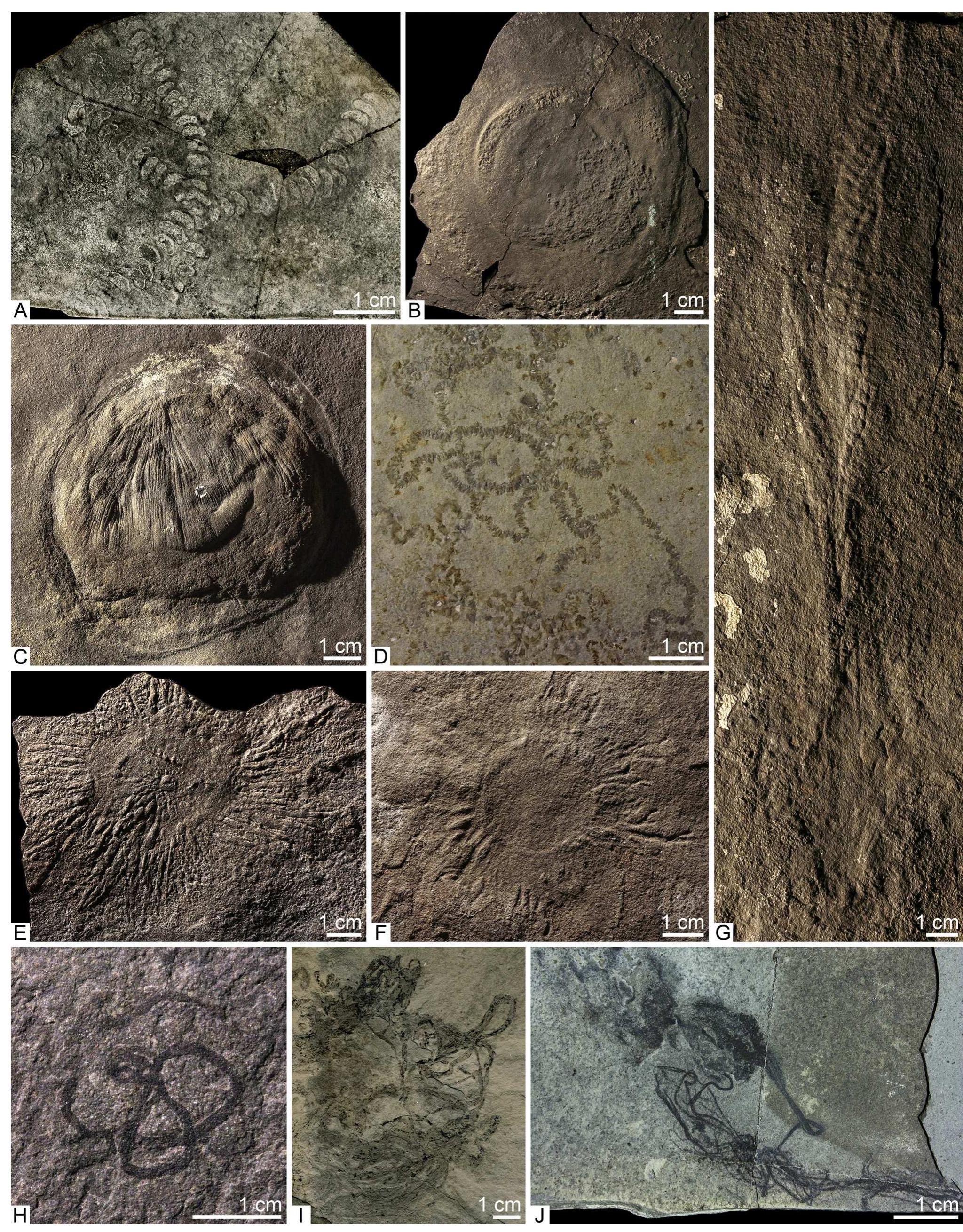 Macrofossils from the ediacaran strata of the north-western