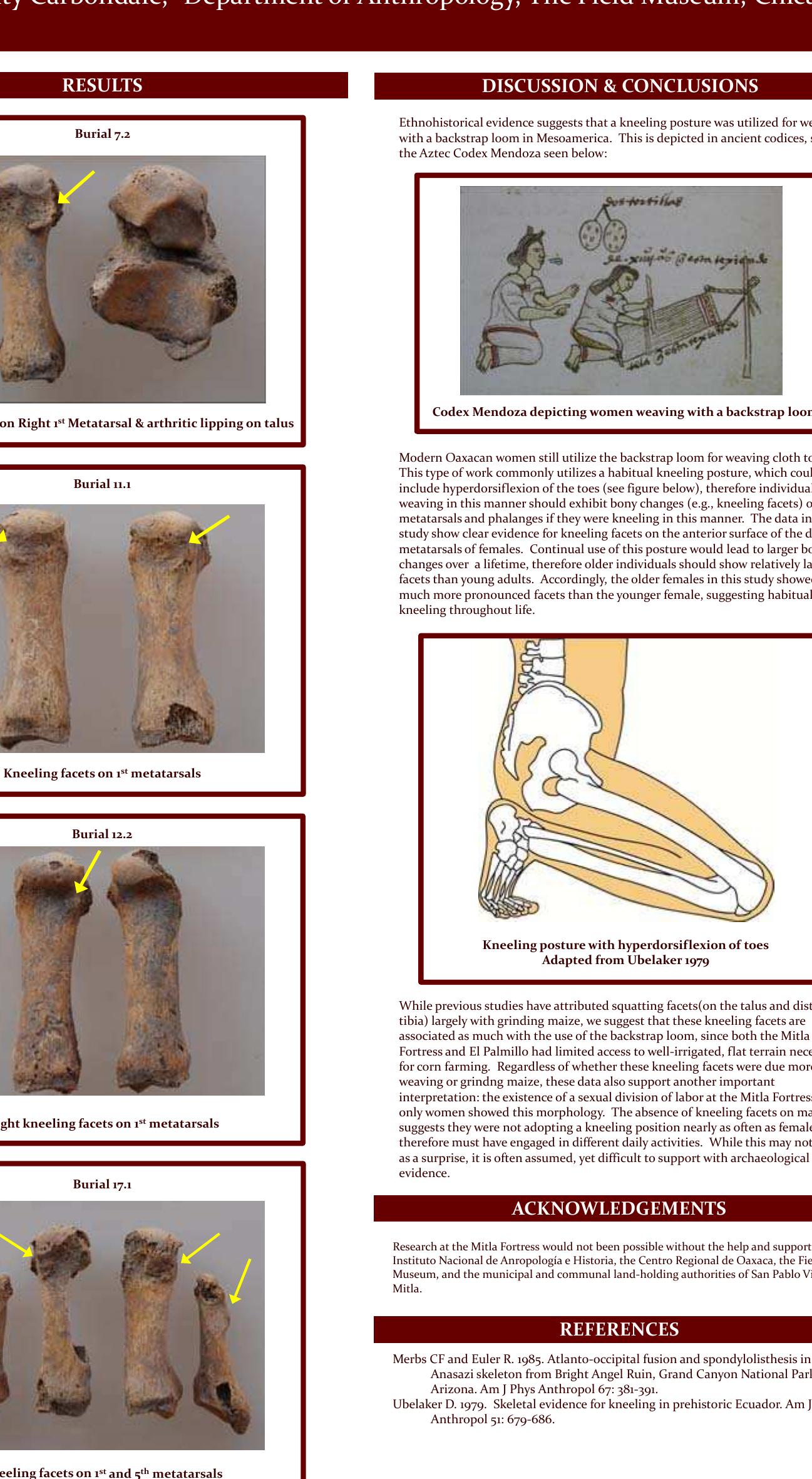 Figure 1 - Skeletal evidence for kneeling among prehispanic
