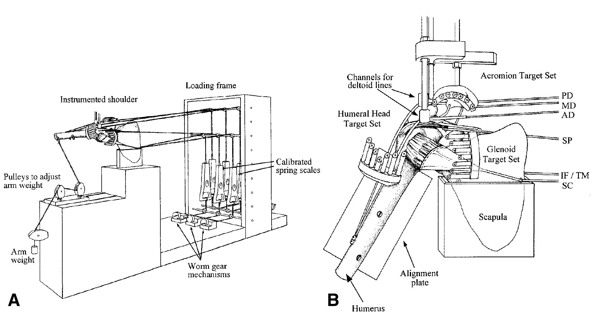 Shoulder rig (a) and schematic of instrumented shoulder (b).