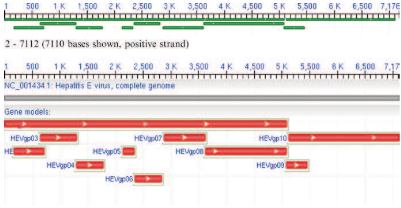 Hepatitis e virus, complete genome