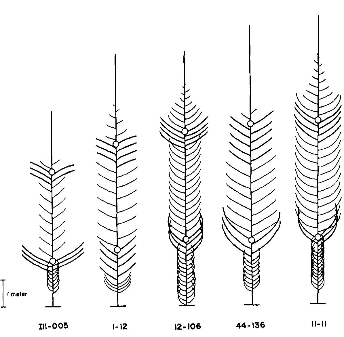 Schematic representation of phenograms of five poplar