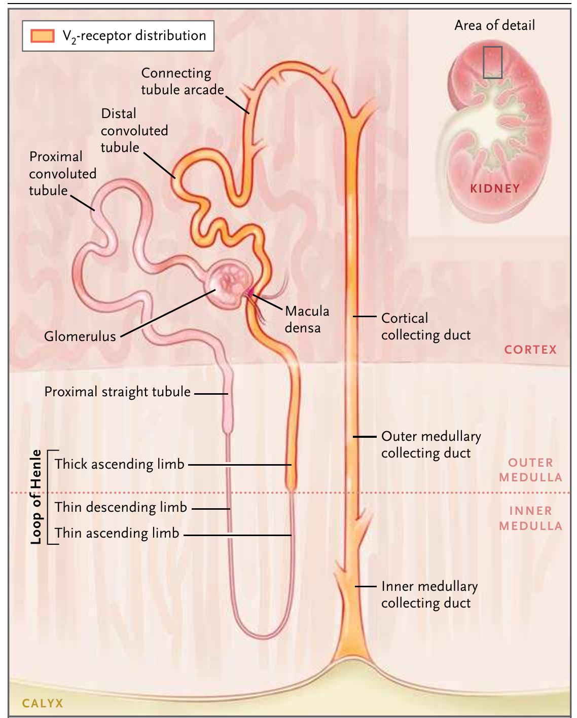 Renal tubule. the segments shown in orange are targets for