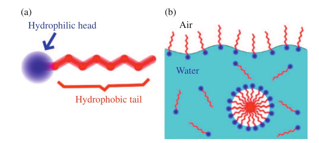 1 (a) schematic representation of a surfactant molecule. (b)